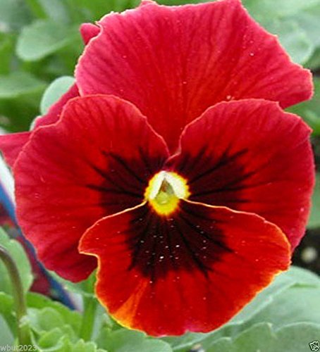 Red Pansy Flower