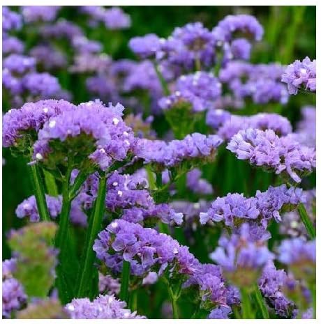 Statice Blue Sea Lavender - 100 Seeds + Plant tag + Freebie - Limonium ...
