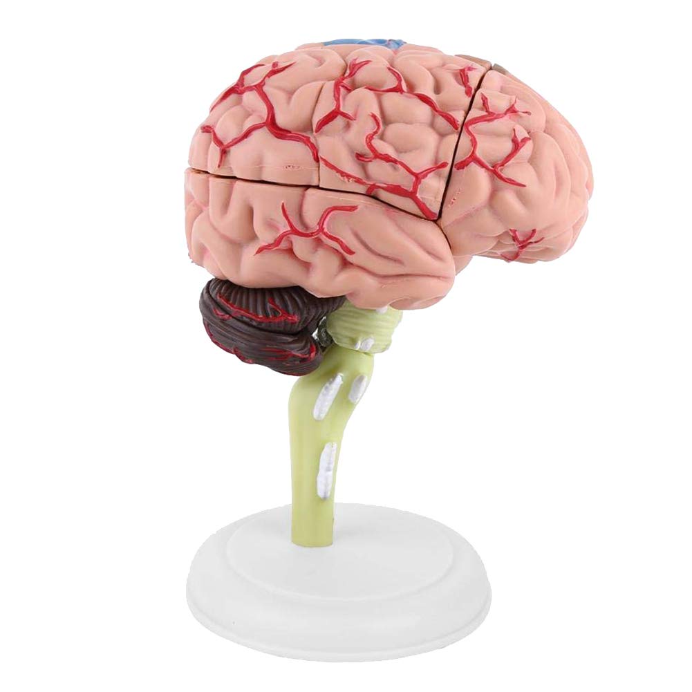 Buy BSOL 4D Human Brain Teaching Anatomy Model, Disassemble Human Brain ...