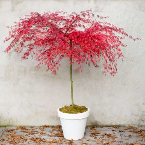 Acer palmatum 'Emerald Lace' Japanese Maple - Stunning Green & Red ...