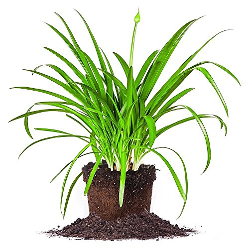 Agapanthus plant - How to grow & care