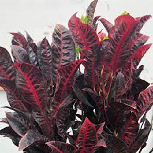 NurseryServe Croton Variegatum, Codiaeum Variegatum (Maroon) Plant for ...