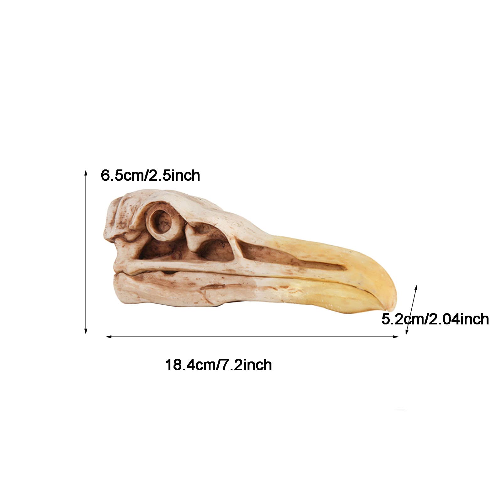 Bird Skull Anatomy