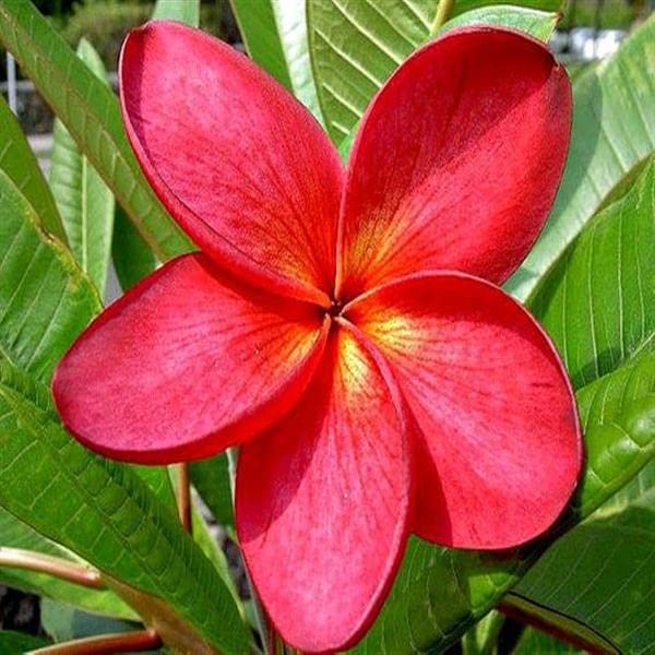 Cloud Farm Live Red Champa/Plumeria/Champak/Kathchapa/Wood champa ...