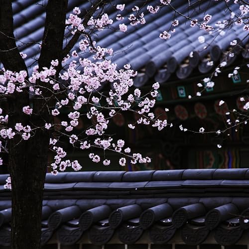 Amazon MusicでJuhee.sの주문を再生する