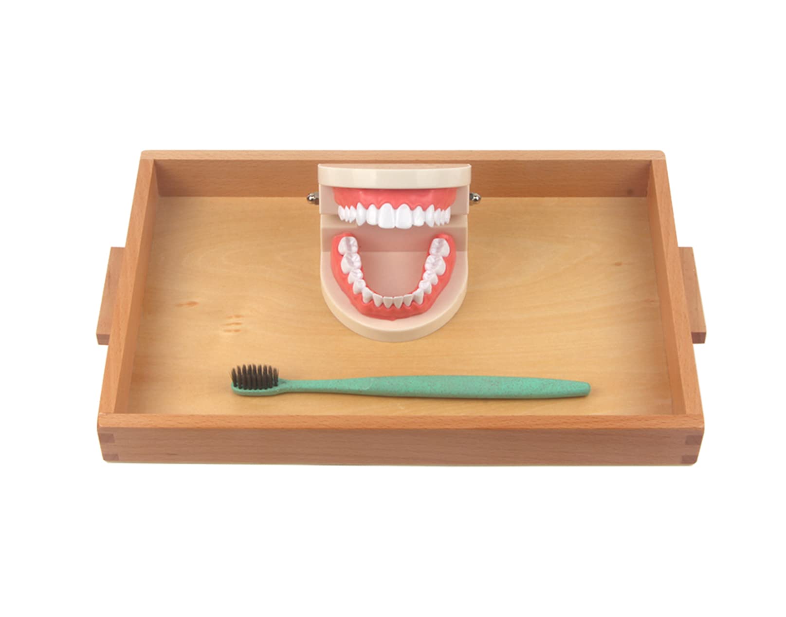 Buy Yx-outdoor Montessori Practical Life Brushing Teeth Model With ...
