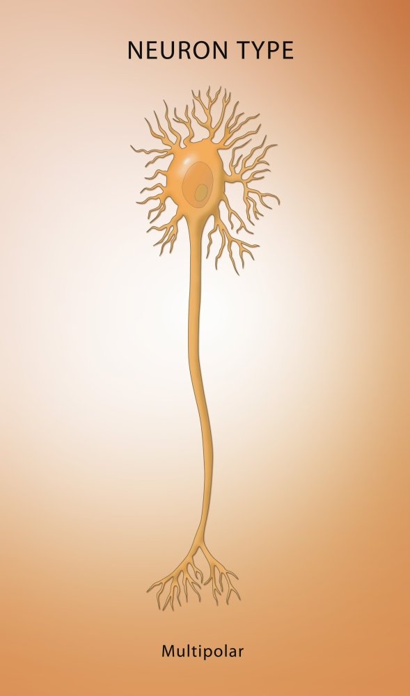 Multipolar Neuron Slide Neuron Slide