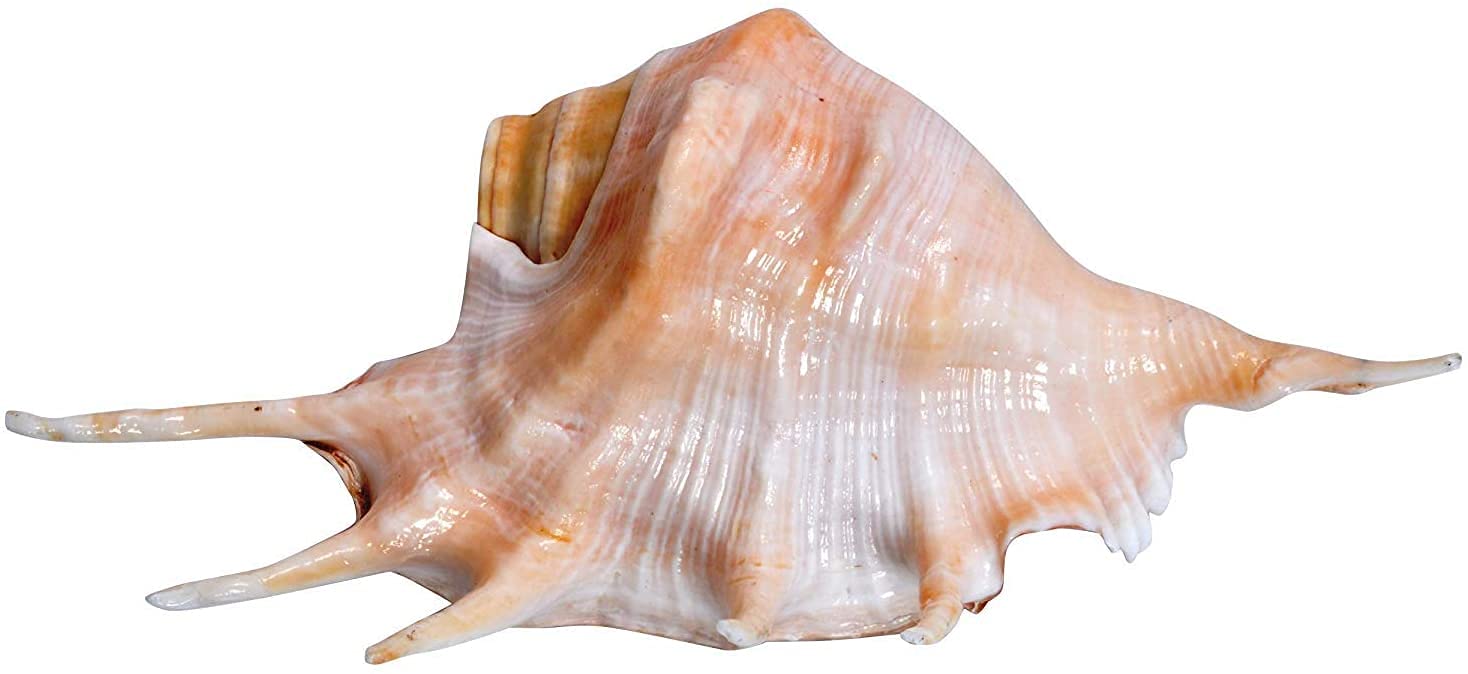 Buy Zolto collection Panchmukhi, Five Finger, Blowing Sankh for Pooja ...