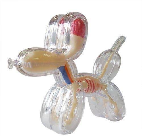 Amazon.com: Mini Balloon Dog Skeleton Anatomy Model by Jason Freeny ...