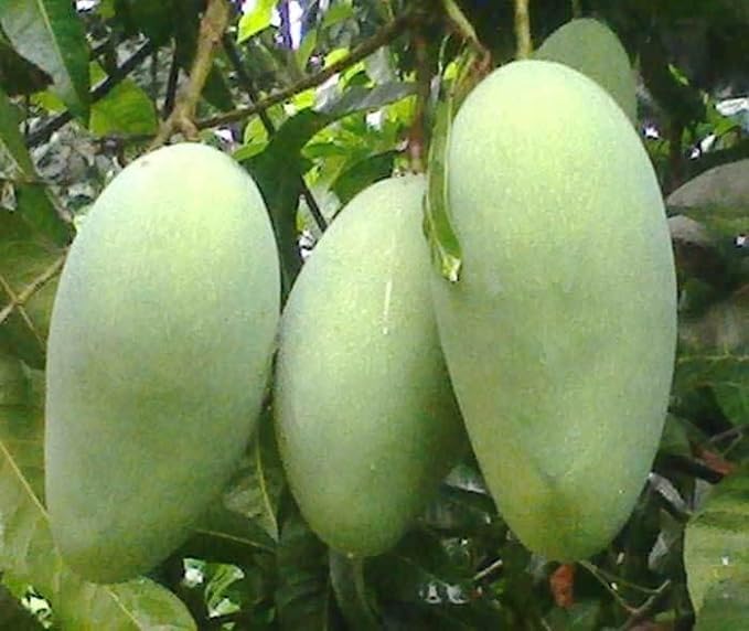 Everfit Agro Burunay king Mango Plant Brunai King Mango" Live Amba ...