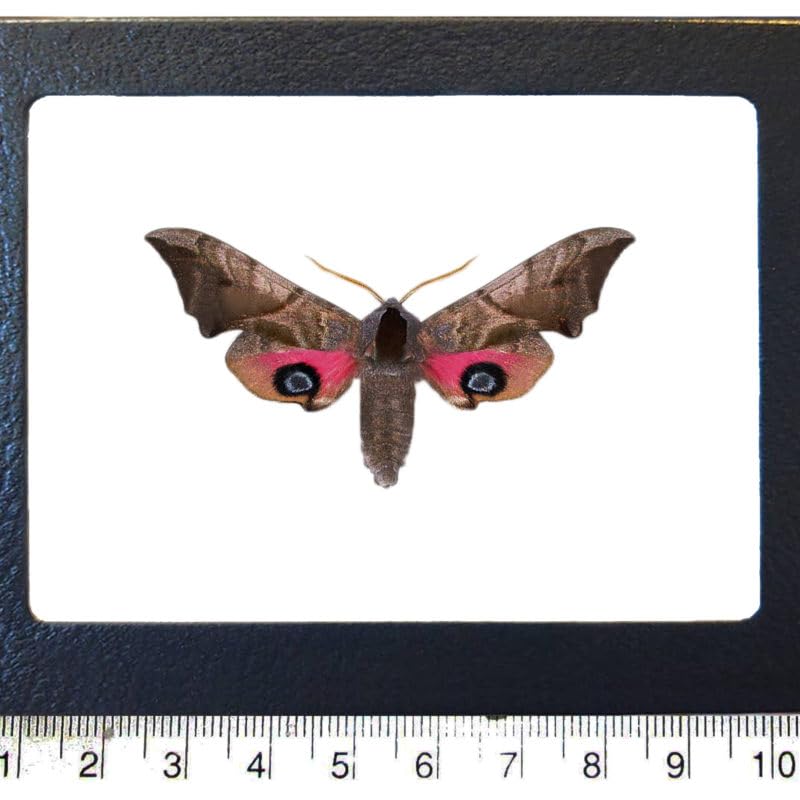 Amazon.com: BicBugs Smerinthus saliceti pink twin eyed sphinx moth ...
