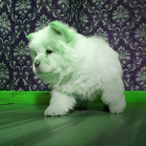 Play Terrific Trio Jazz - Background for Stress Free Doggos by Calming ...