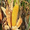Amazon.com : TomorrowSeeds - Reid's Yellow Dent Corn Seeds - 3 Pound ...