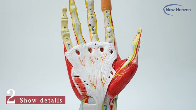 Hand Anatomy Model Hand Anatomy #16 By Science Photo Library