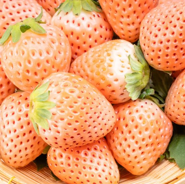 What Is a Pineberry? 1 Pineapple Tasting Berry - Gardenfrontier