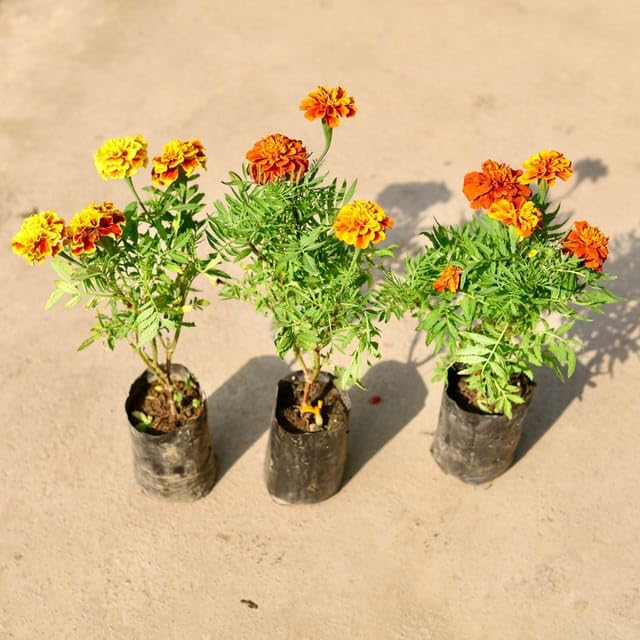 Set of 3 - French Marigold/Genda (colour) in 4 Inch Flower Live Nursery ...