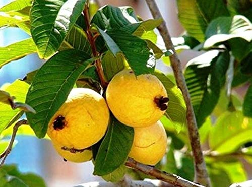 Modern Plants Live Lemon Guava/Amrood/Amrud Fruit Plant With Pot ...