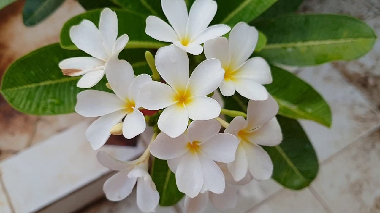 Cloud Farm Live White Champa/Plumeria/Champak/Kathchapa/Wood champa ...