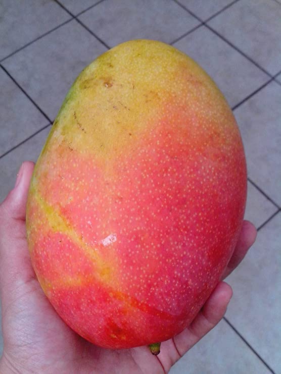 ShopCaart Original Gulab Khas Mango Grafted Live Plant, Pack of 1 ...