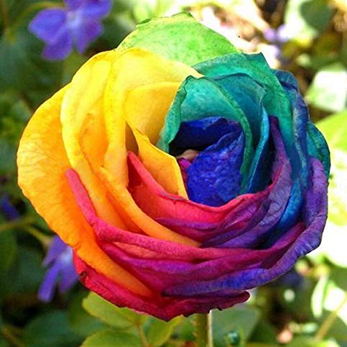 Mphmi Rainbow Flowering Plants (Plant Height 4 inches, Pack of 1 ...
