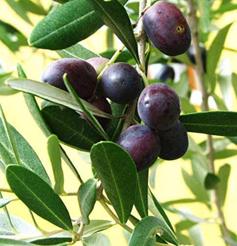 Amazon.com : Olive Tree Seeds (20 Seeds) Common Olive, Edible Olive ...