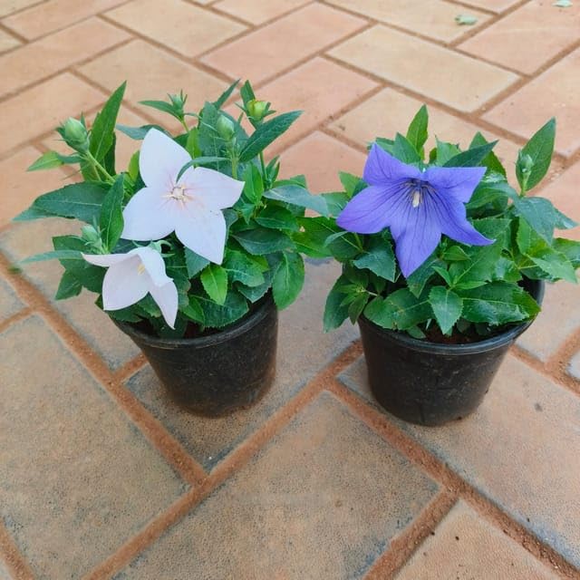 Set of 2 - Platycodon Grandiflorus/Balloon (White & Blue) Flower in 4 ...