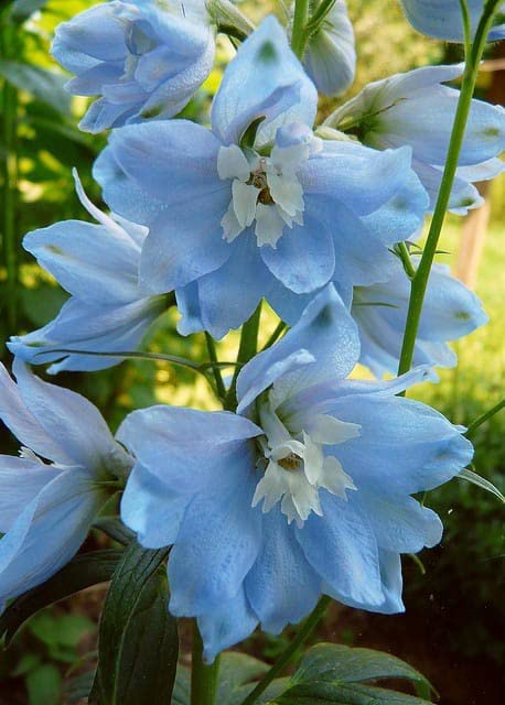 Ritz Farming® Delphinium imported flower seeds | sky blue color Flowers ...