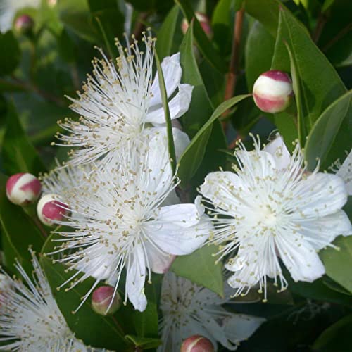 Myrtus communis - How to grow & care