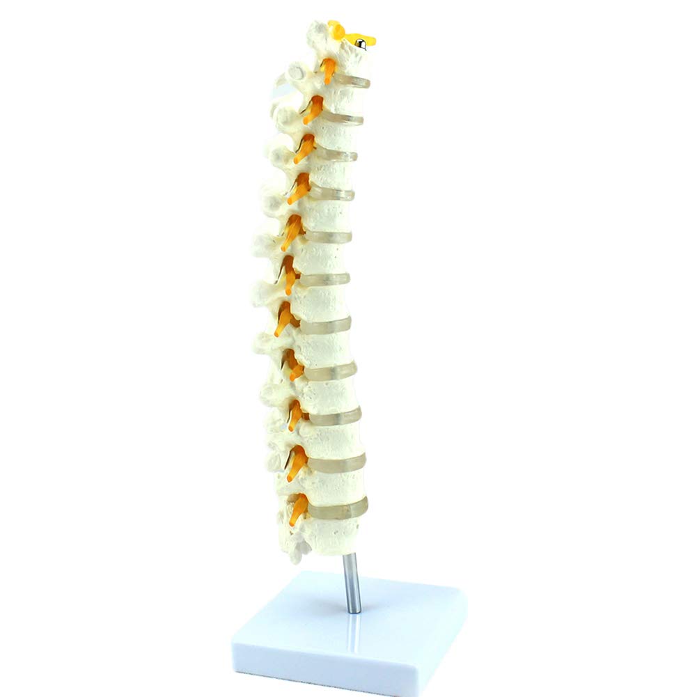 Buy Human Body Thoracic Vertebrae Model Real Size Orthopedics Thoracic ...