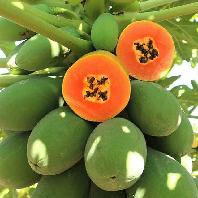 Red lady papaya seeds orginal pack of 1440 seeds : Amazon.in: Garden ...