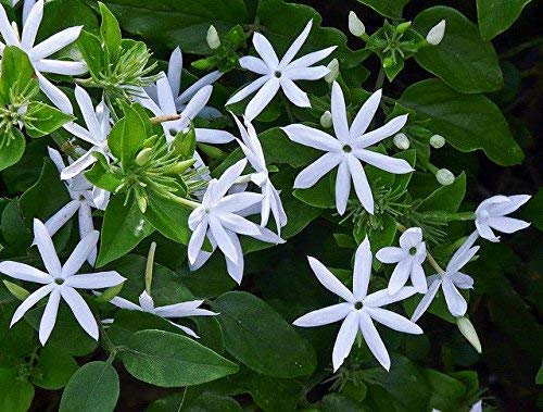 Aiden Gardens Jasmine Plant Royal Jasmine Malati Creepers and Climbers ...