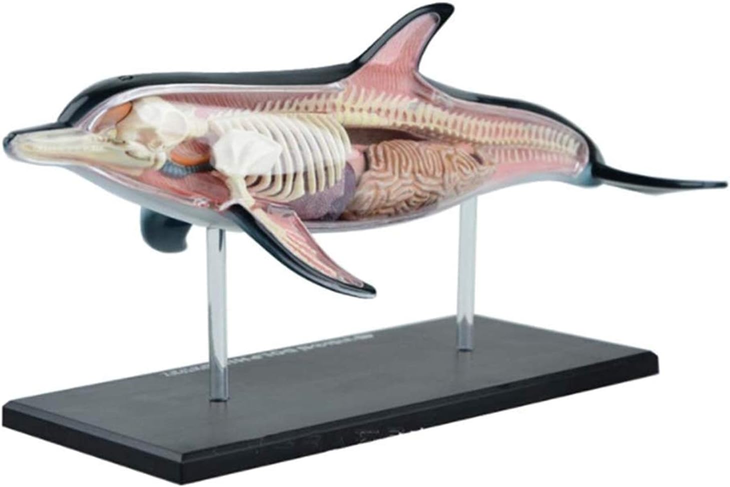 Amazon.com: Skeleton Model Anatomy Model, Dolphin Anatomical Model - 4D ...