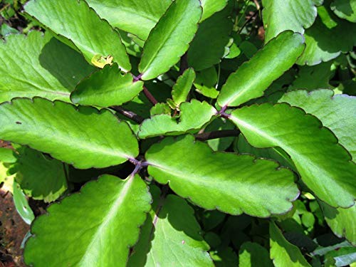 Panfuti/Bryophyllum Pinnatum/Miracle Leaf Plant/Patharchatta Kidney ...