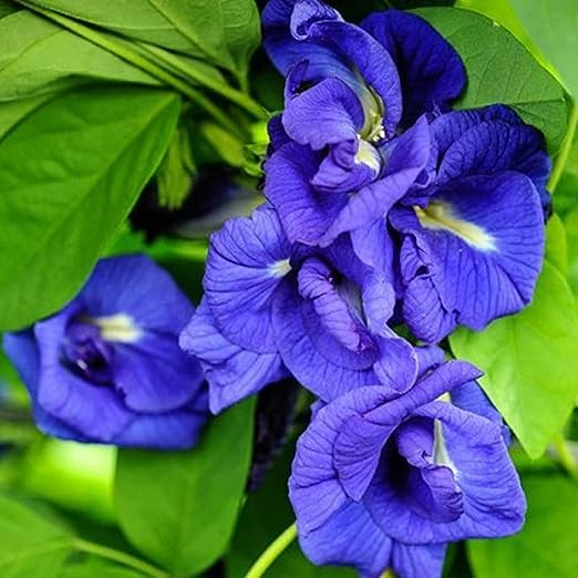 UNIQUE HOBBY Nilkantha Aparajita Flower Butterfly Pea Flower Double ...