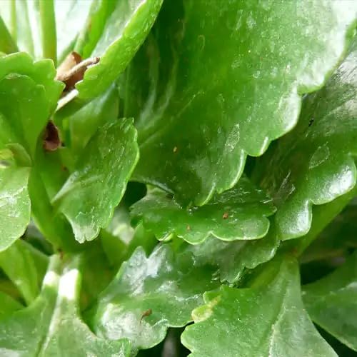 Bryophyllum Pinnatum Patharchata, Panfuti, Stone kidney plant : Amazon ...