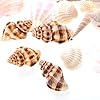 Amazon.com: PowerTRC Mixed Beach Sea Shells for Ocean Theme Parties and ...