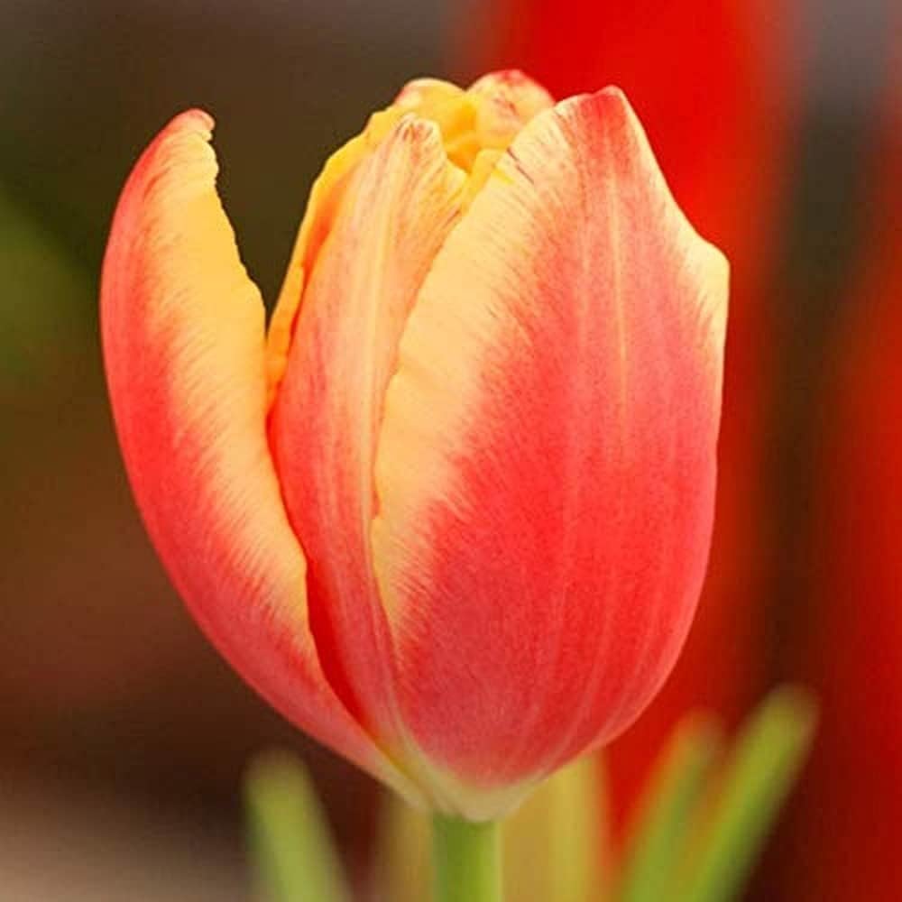 10pcs Rare Tulip Bulbs Potted Flower Bulbs Exotic Plants Eye-catching ...