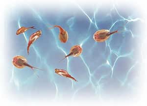 Amazon.com: Prehistoric Sea Monsters Growing Triops Kit : Toys & Games