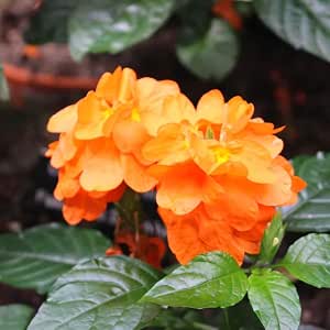 Amazon.com : 2 Plants, Orange Crossandra Plants Live for Gardening ...