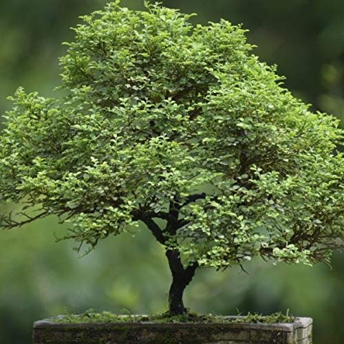 Murraya paniculata Dwarf Flowering Plant Best For Home Gardening ...