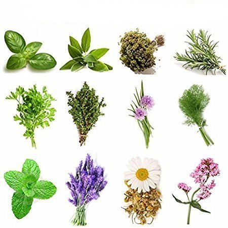 Origano: proprietà, benefici e cose da sapere su questa pianta aromatica