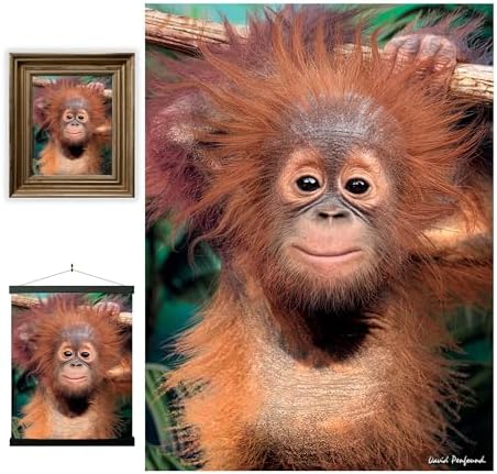 Amazon.com: Laminated Primates Poster 24x36, Monkey, Ape, Lemur: Prints ...
