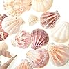 Amazon.com: PowerTRC Mixed Beach Sea Shells for Ocean Theme Parties and ...