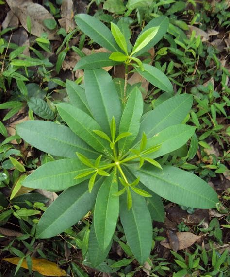 Mphmi Nursery Delhi NCR Alstonia Scholaris, Dita Tree, Saptaparni ...