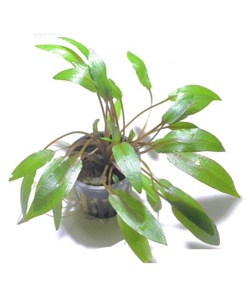 Amazon.com: Marcus Fish Tanks - Cryptocoryne Wendtii Green Crypt ...