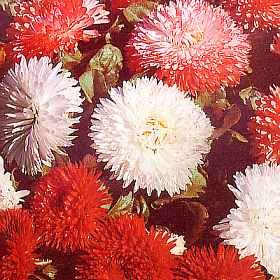Amazon.com : Bellis perennis Super Enorma Mix 1,000 Seeds : Patio, Lawn ...