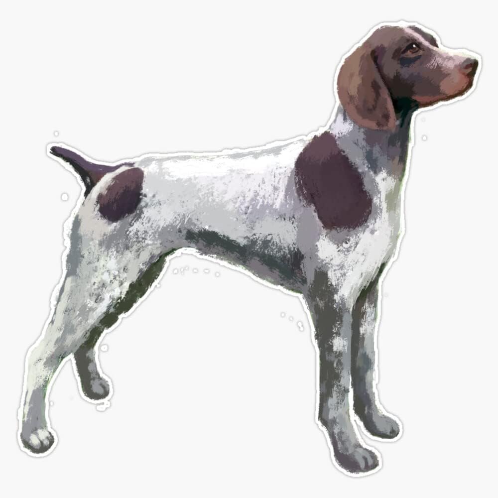 Amazon.com: German Shorthaired Pointer Dog Vinyl Sticker Laptop Decal ...