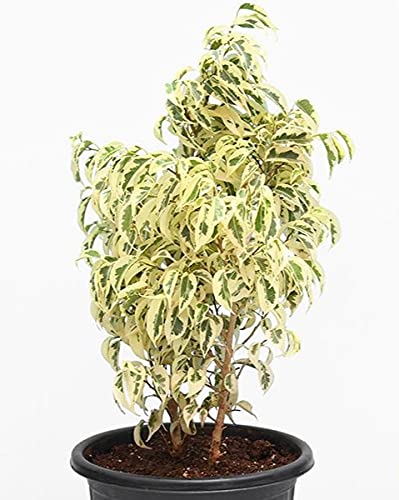 Mphmi Plants Ficus Plant Starlight, Ficus benjamina - Plant Garden Live ...