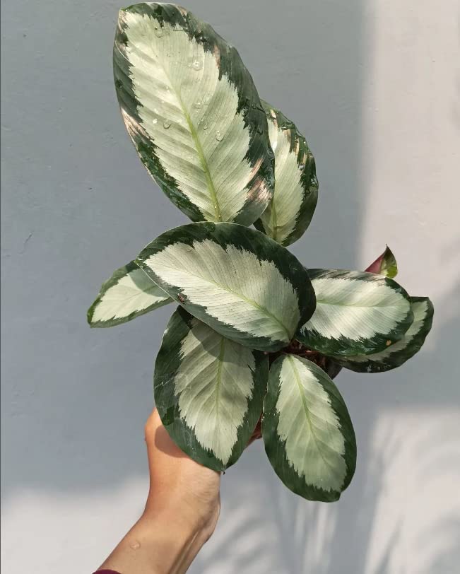 Shop-Spend-Repeat Calathea Picturta Corona One Live Plant : Amazon.in ...