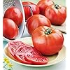 Amazon.com : Phoenix Hybrid Tomato Seeds - Bush Type Seldom Needs ...